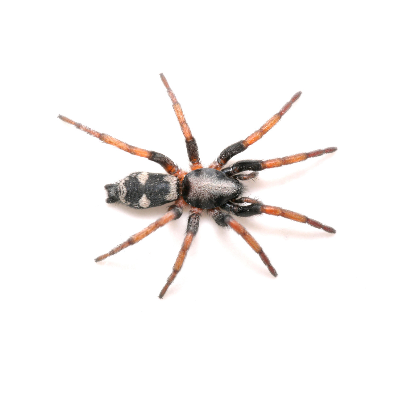 Northwest Naturalist