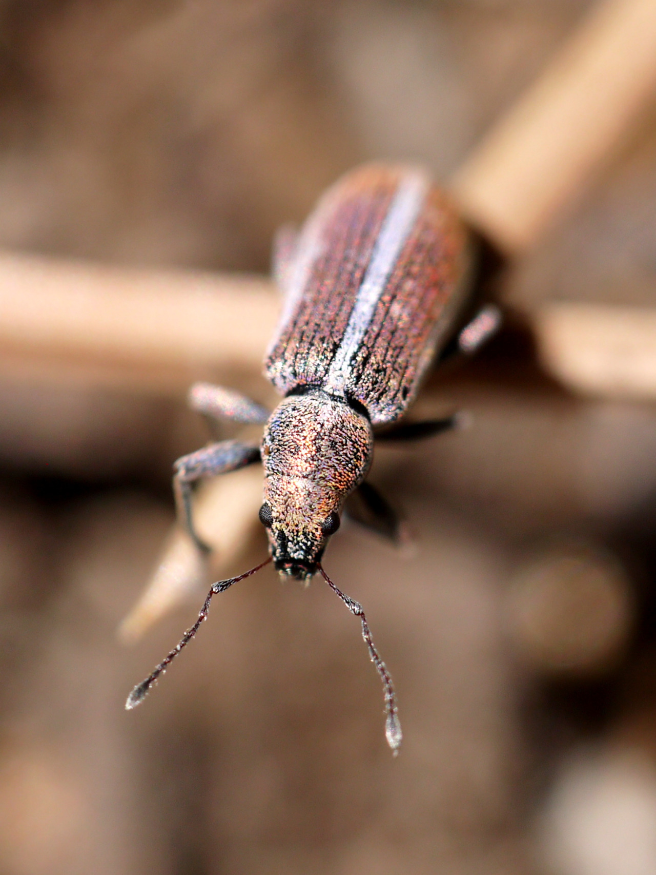 Northwest Naturalist