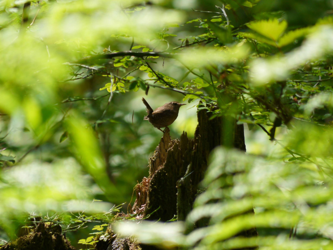 Northwest Naturalist