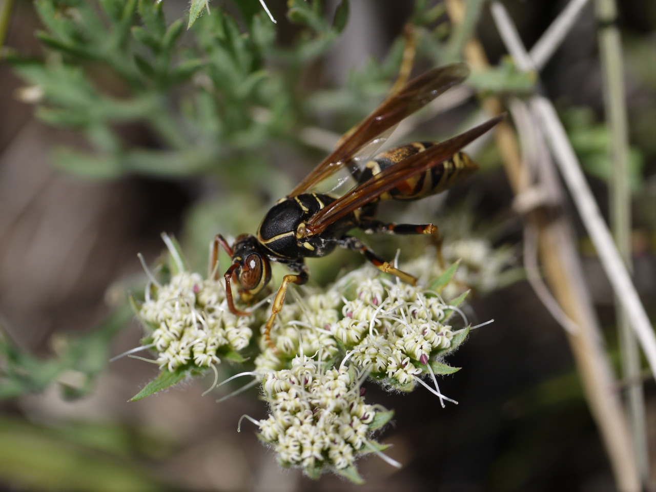 Northwest Naturalist