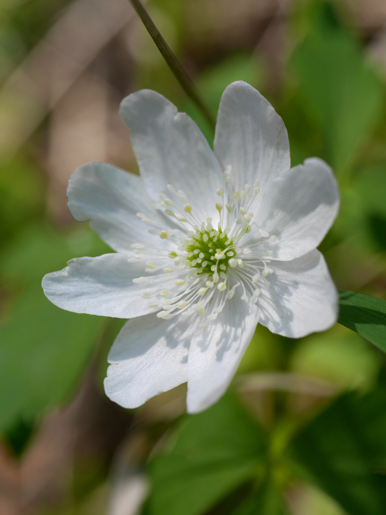 Northwest Naturalist
