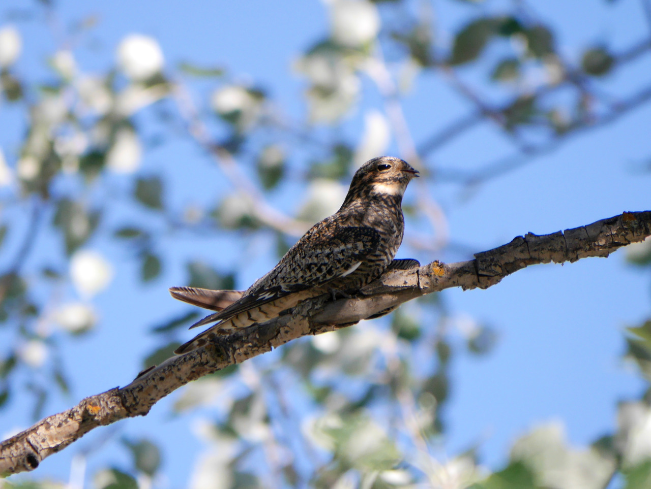 Northwest Naturalist