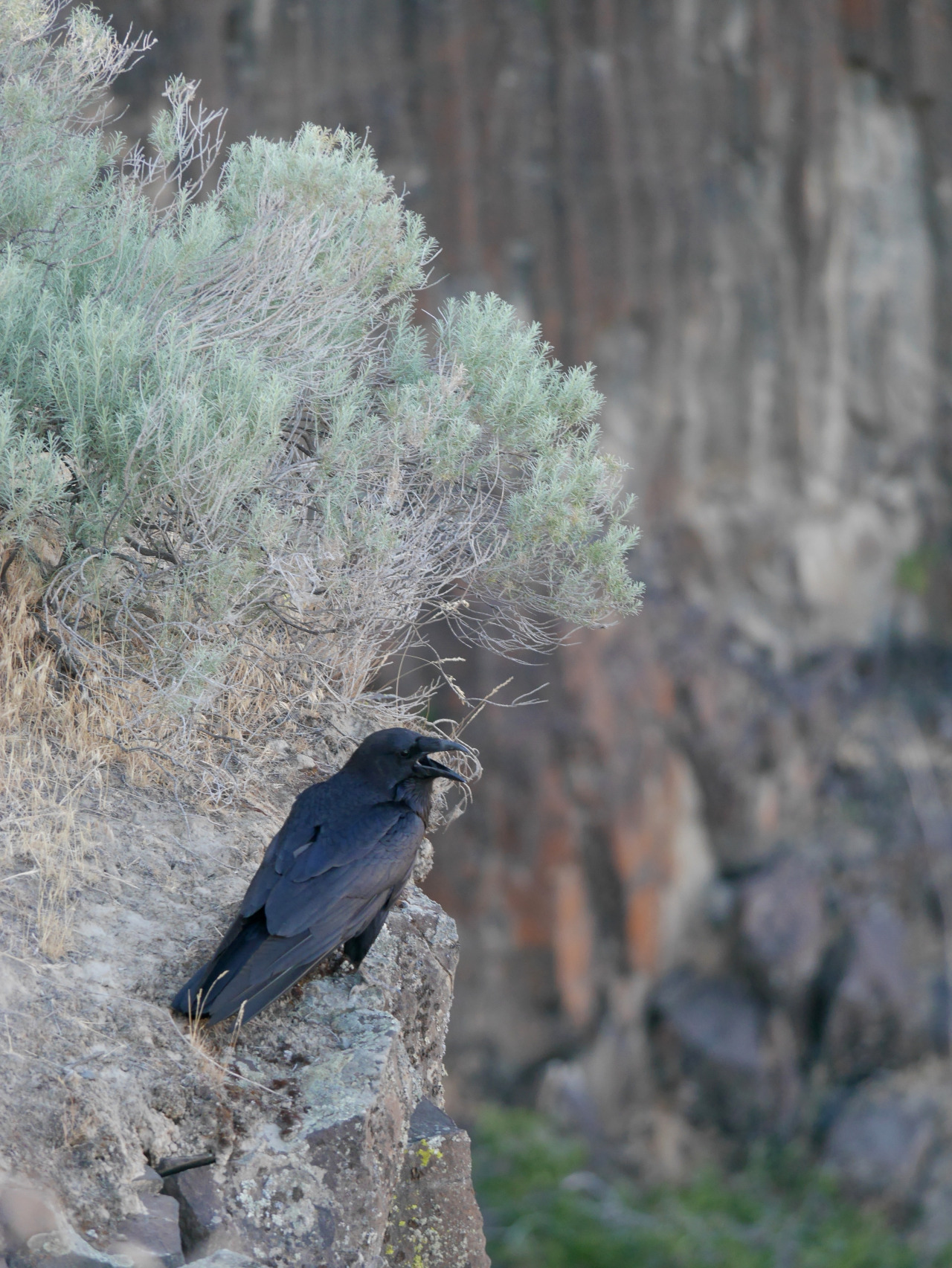 Northwest Naturalist
