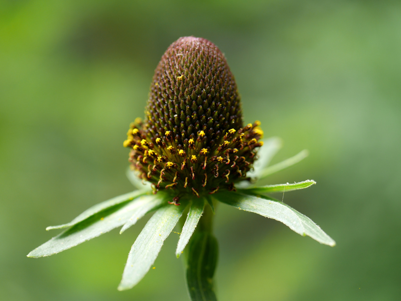 Northwest Naturalist