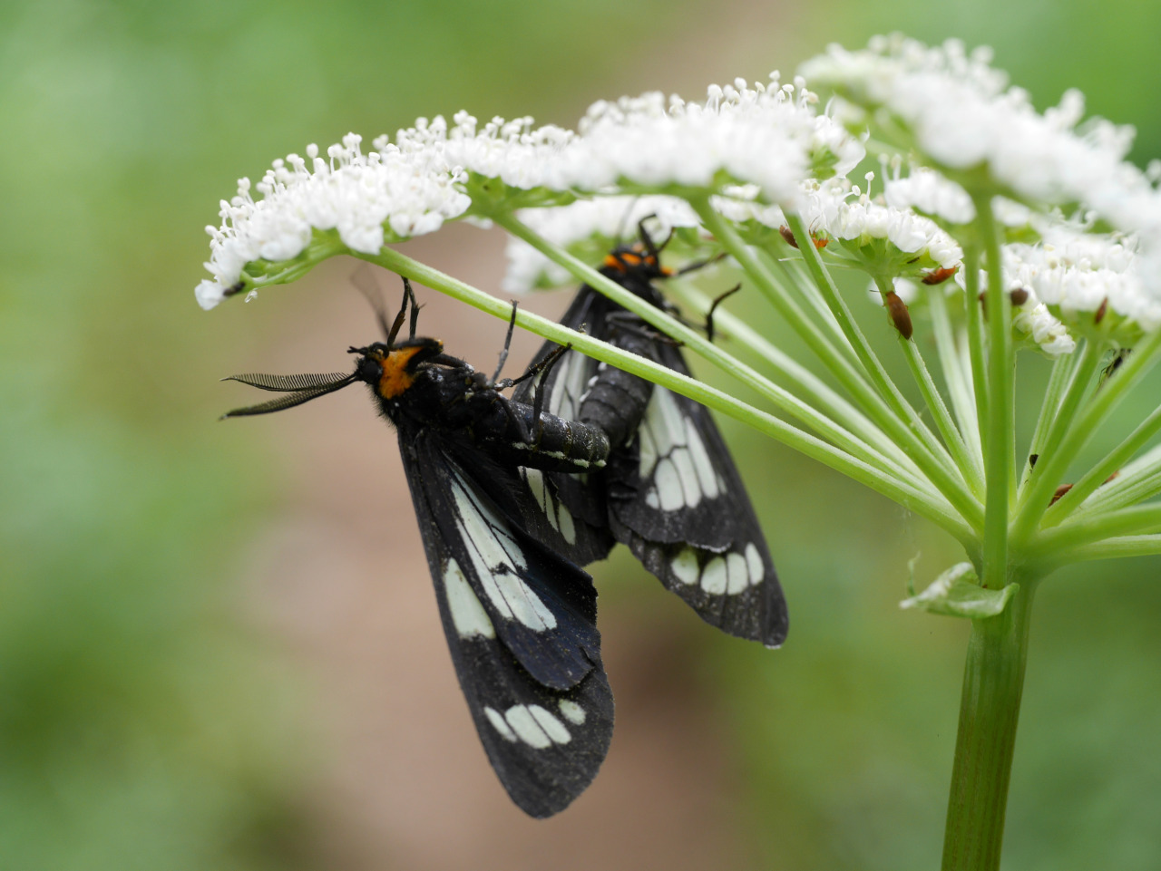 Northwest Naturalist