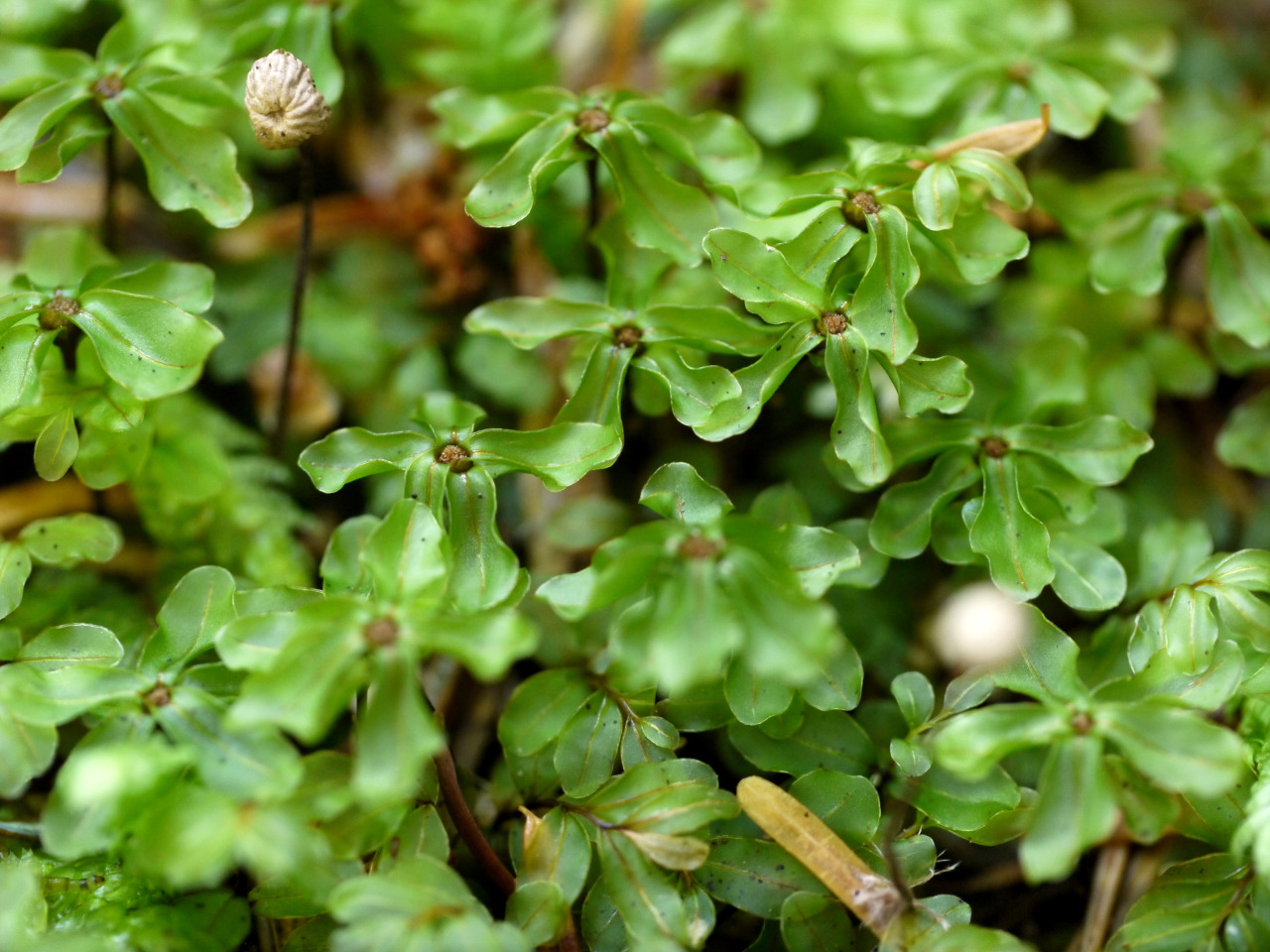 Non-vascular Plants (Bryophytes, Hepatophytes, etc.) | Northwest Naturalist