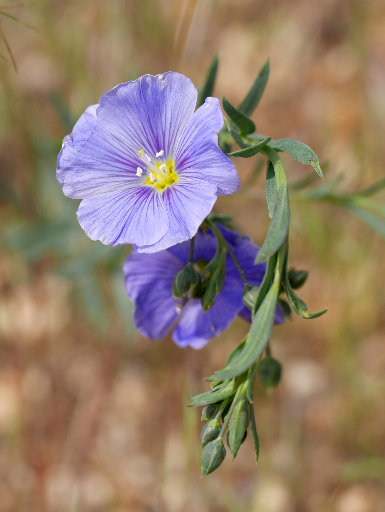 Northwest Naturalist